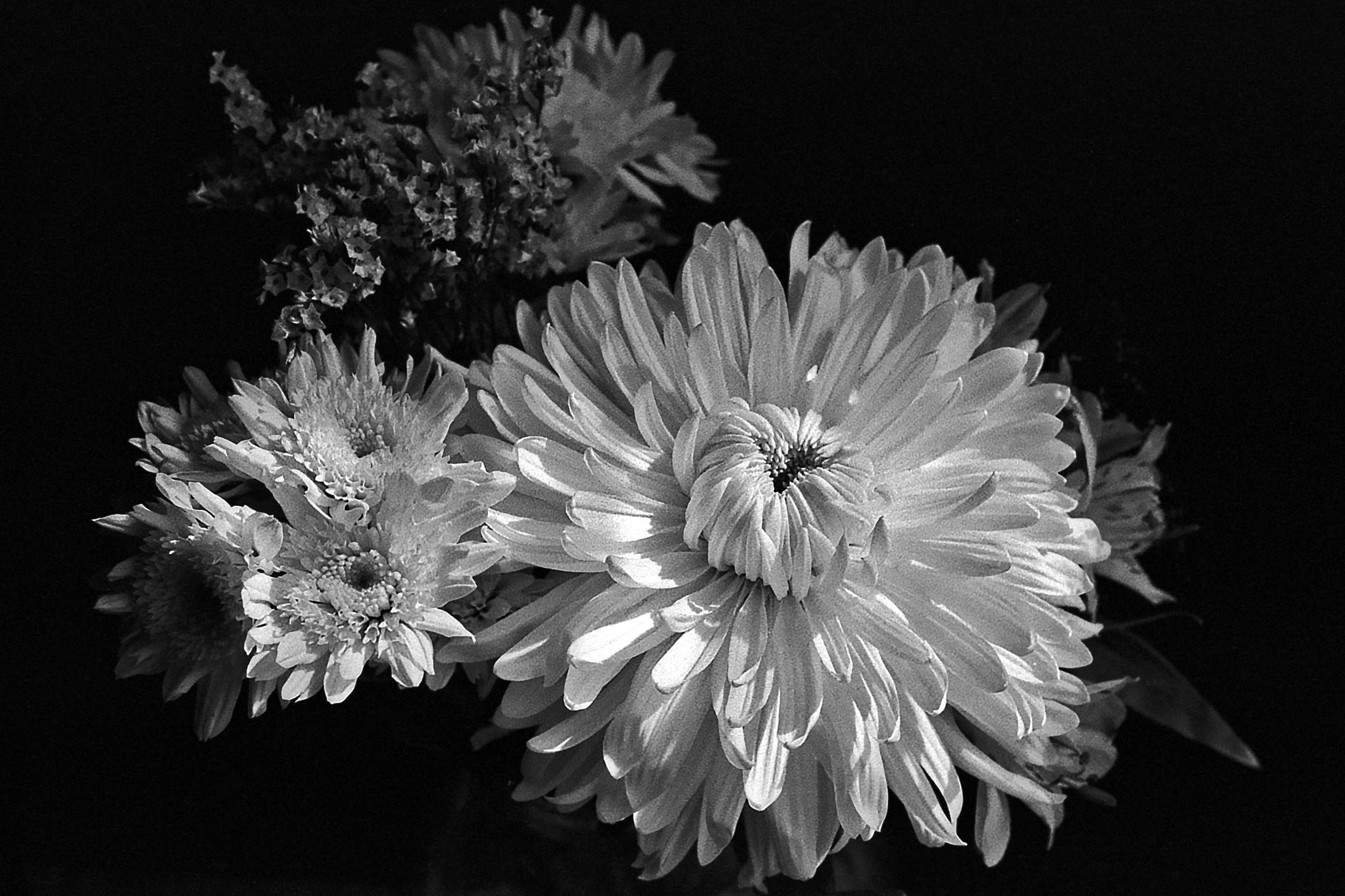 Still Life and Expelling Grief - Aly’s Vintage Camera Alley