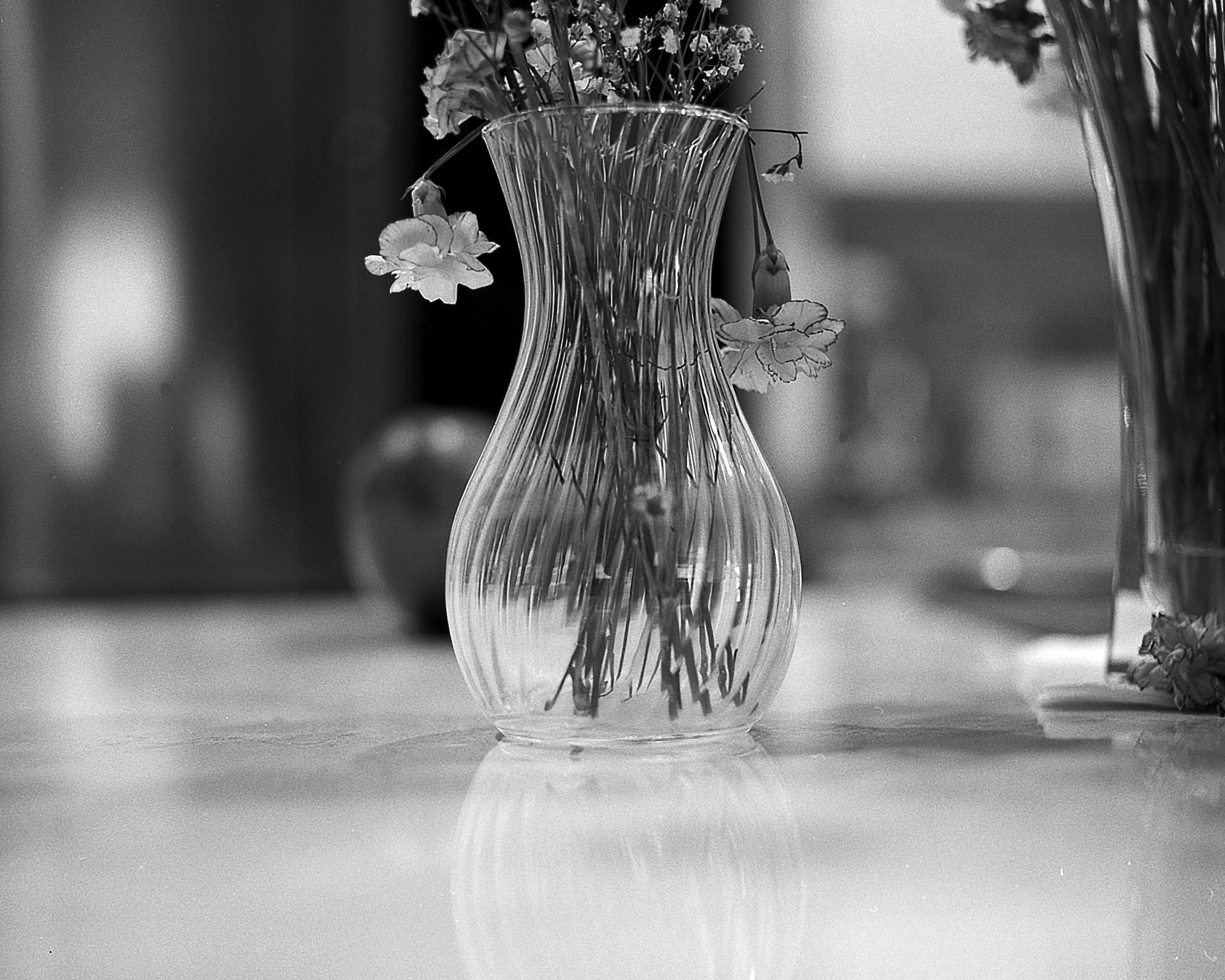 Still Life on Kodak T-Max - Aly’s Vintage Camera Alley